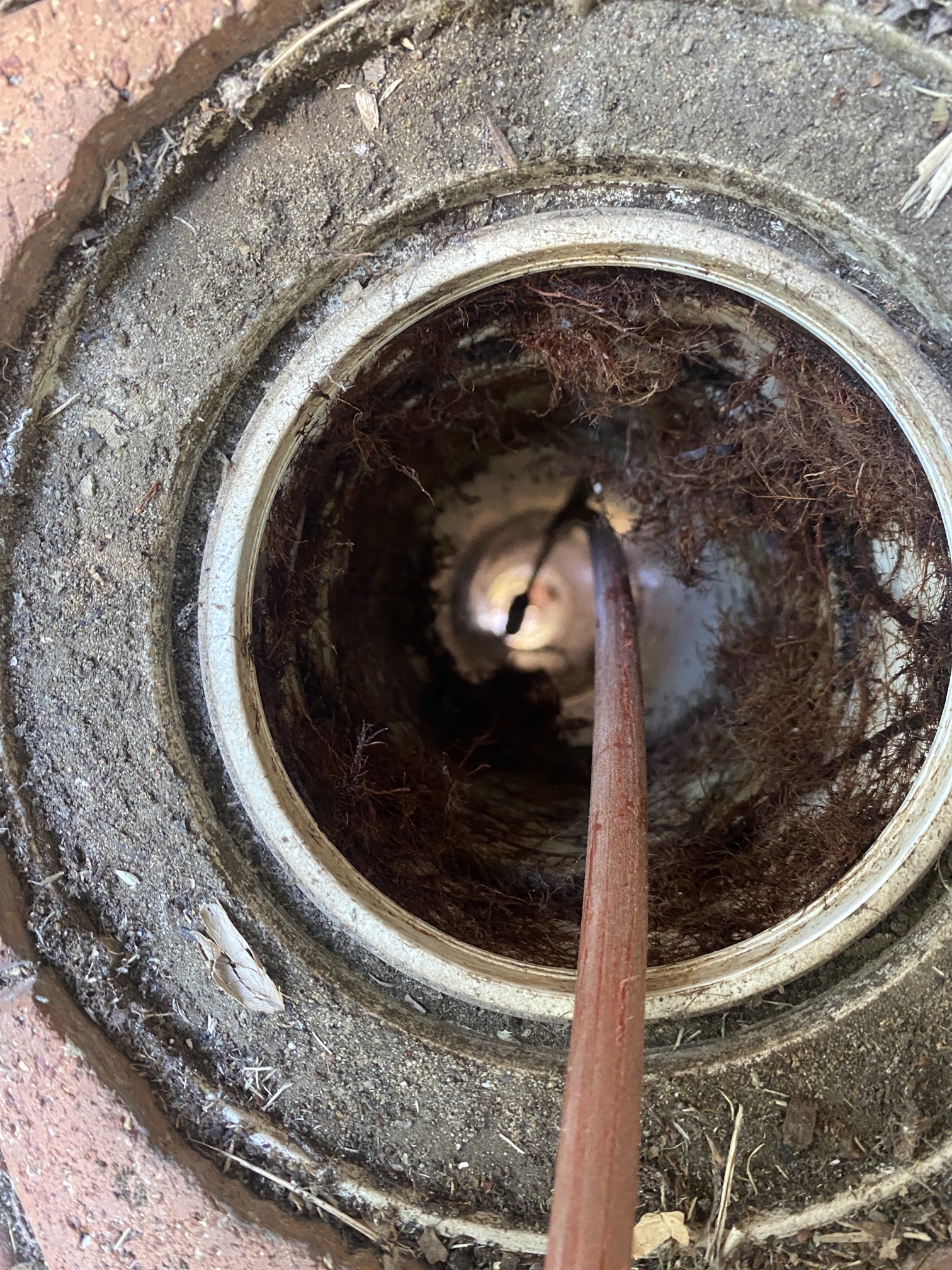 Tree roots are known to be a common cause of plumbing issues, and their ...